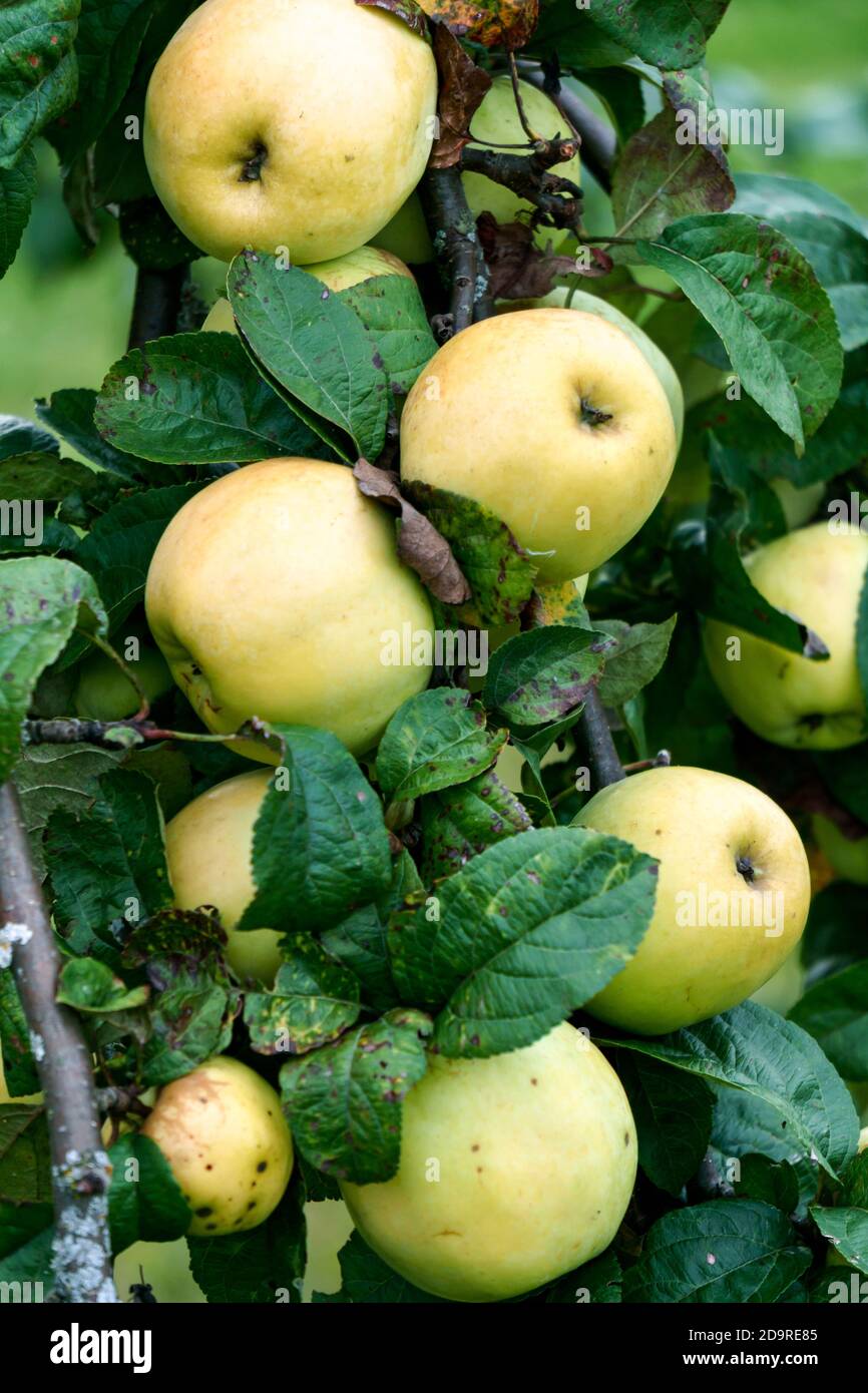 Fresh yellow apples on the branches in the garden Stock Photo - Alamy