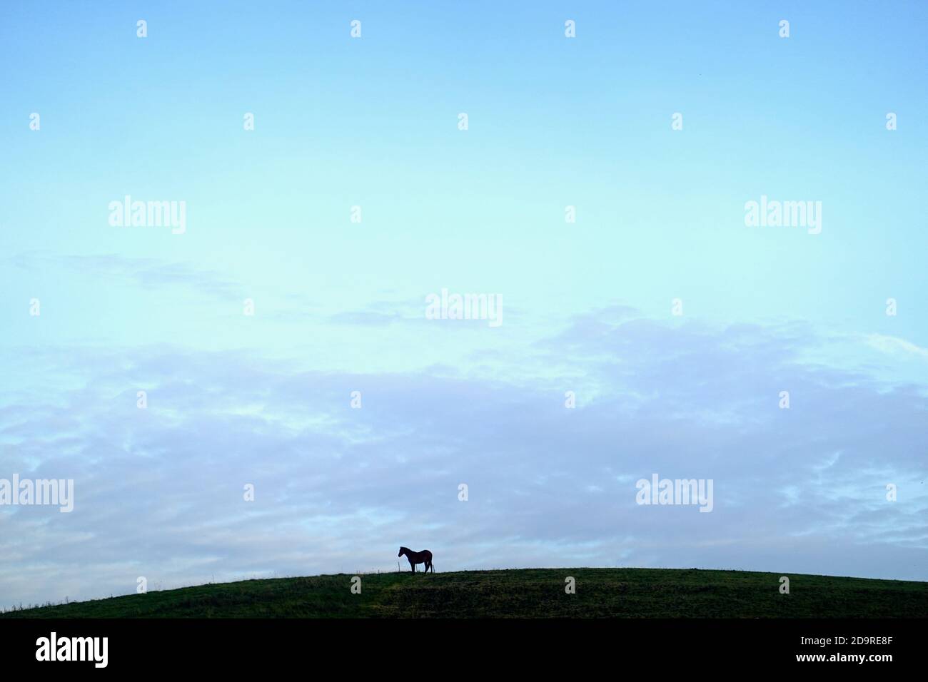 Lone horse stands hi-res stock photography and images - Alamy