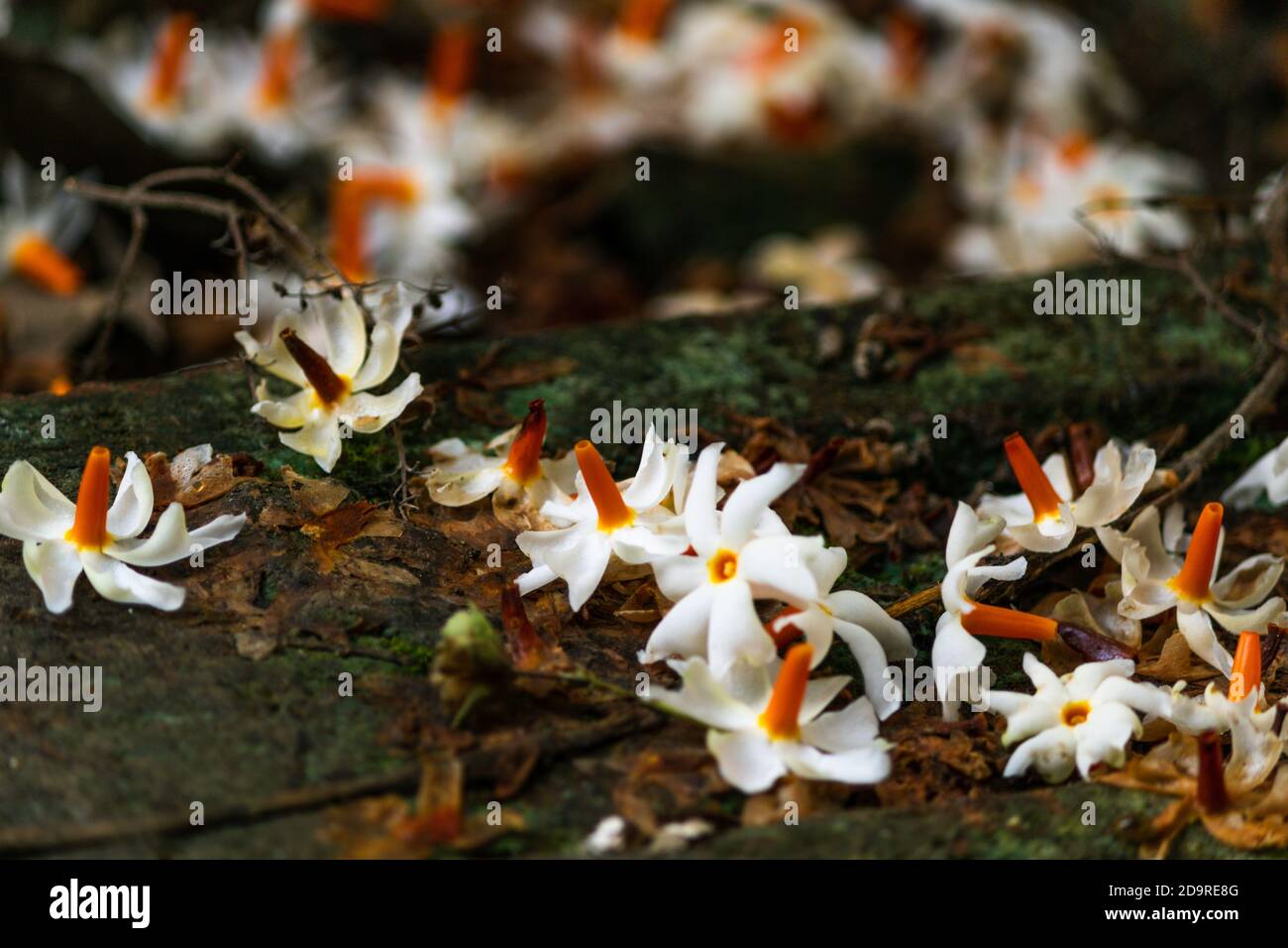 shiuli or night-flowering jasmine on a autumn morning Stock Photo - Alamy