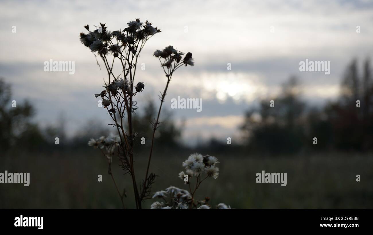 Rother Valley Country Park High Resolution Stock Photography and Images ...