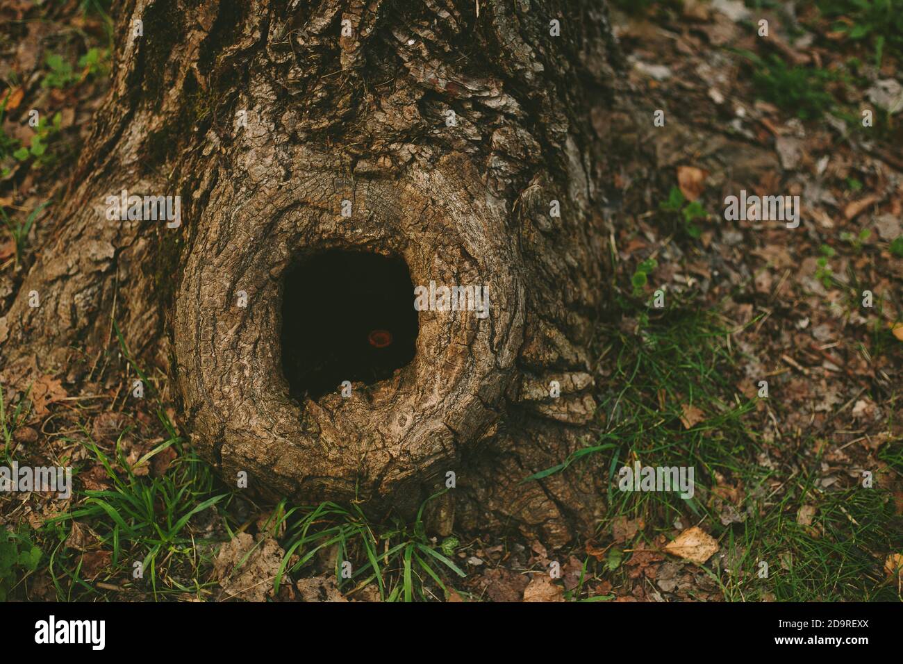 Tree hollow in the old moss-covered stump, located in a large forest ...