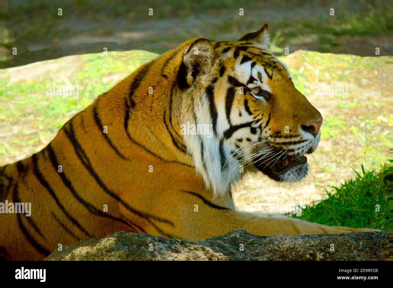 Bengal tiger Latin name Panthera tigris tigris Stock Photo - Alamy