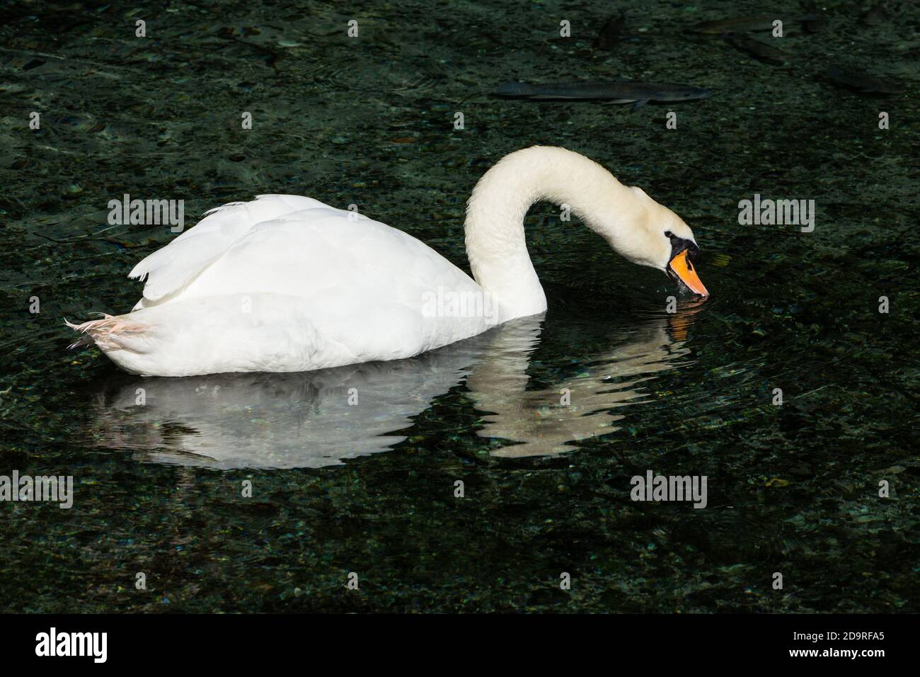 The Mute Swan, Cynus olor, is one of the largest waterfowl. They are ...