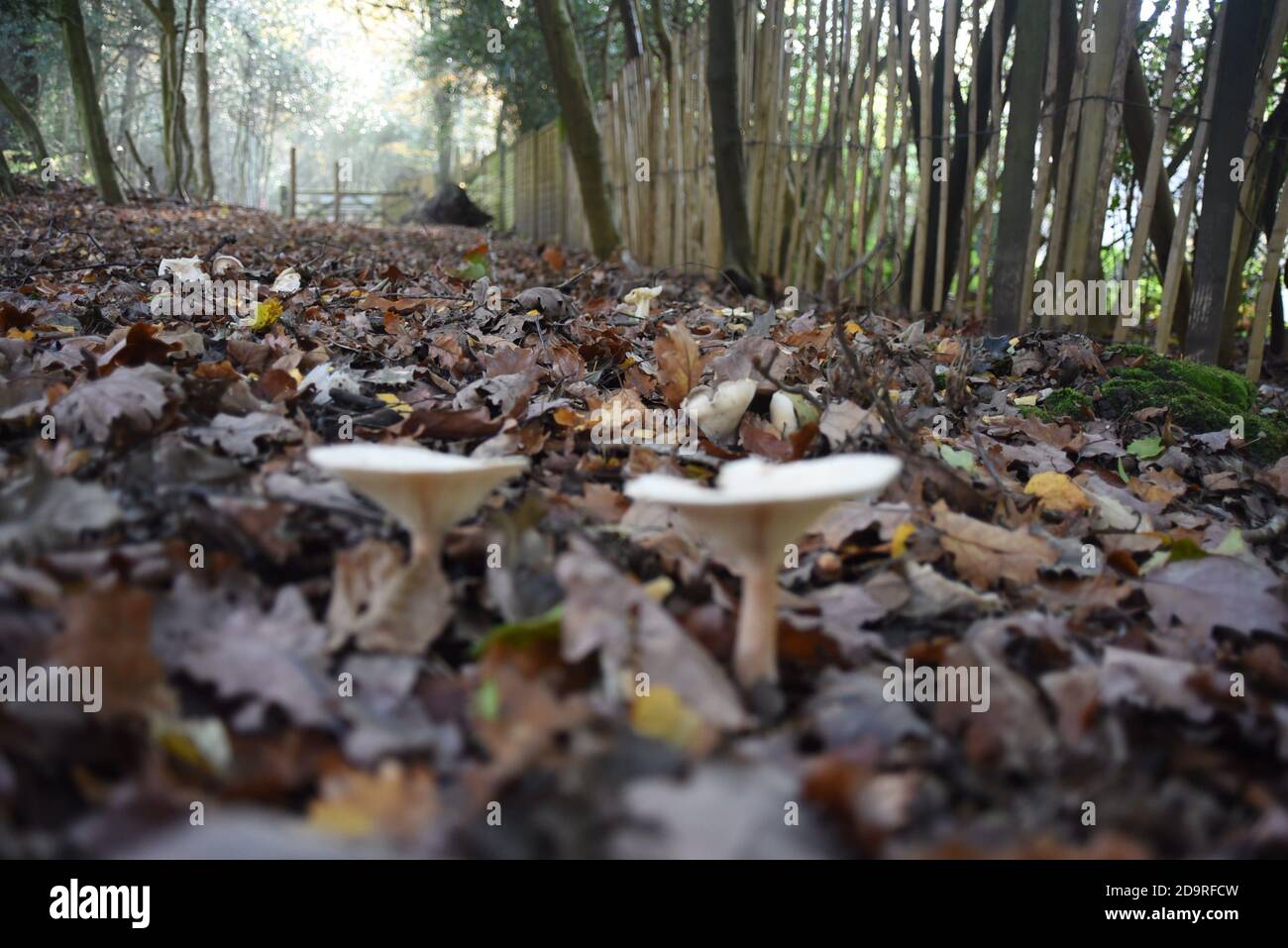 Fungi in the autumn leaves Stock Photo - Alamy