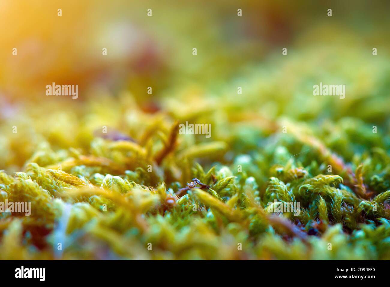 Colorful moss hi-res stock photography and images - Alamy