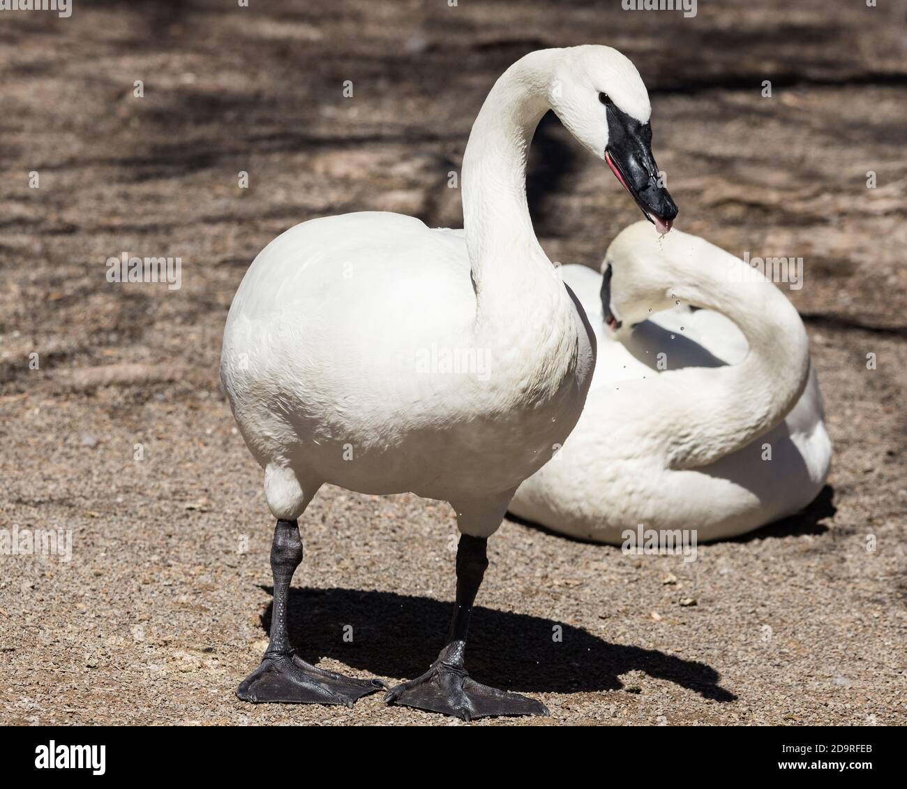 The largest u s zoo hi-res stock photography and images - Alamy