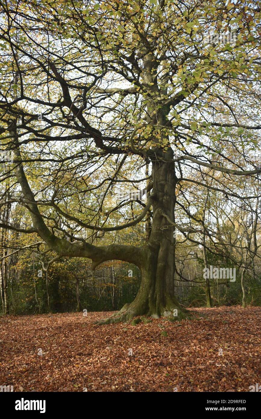 Ancient tree in Surrey Hills Stock Photo - Alamy
