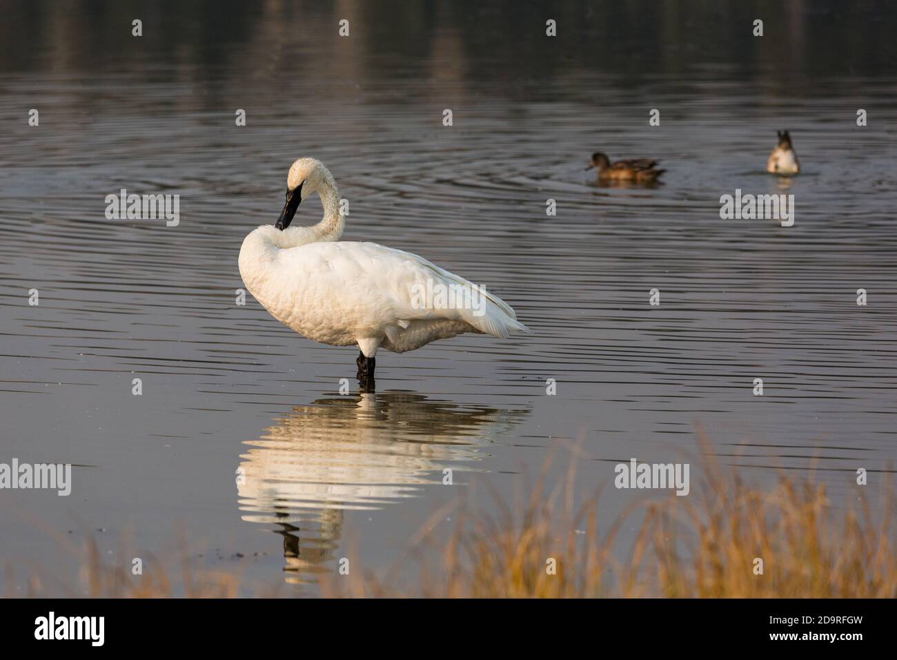 Heaviest water bird hi-res stock photography and images - Alamy