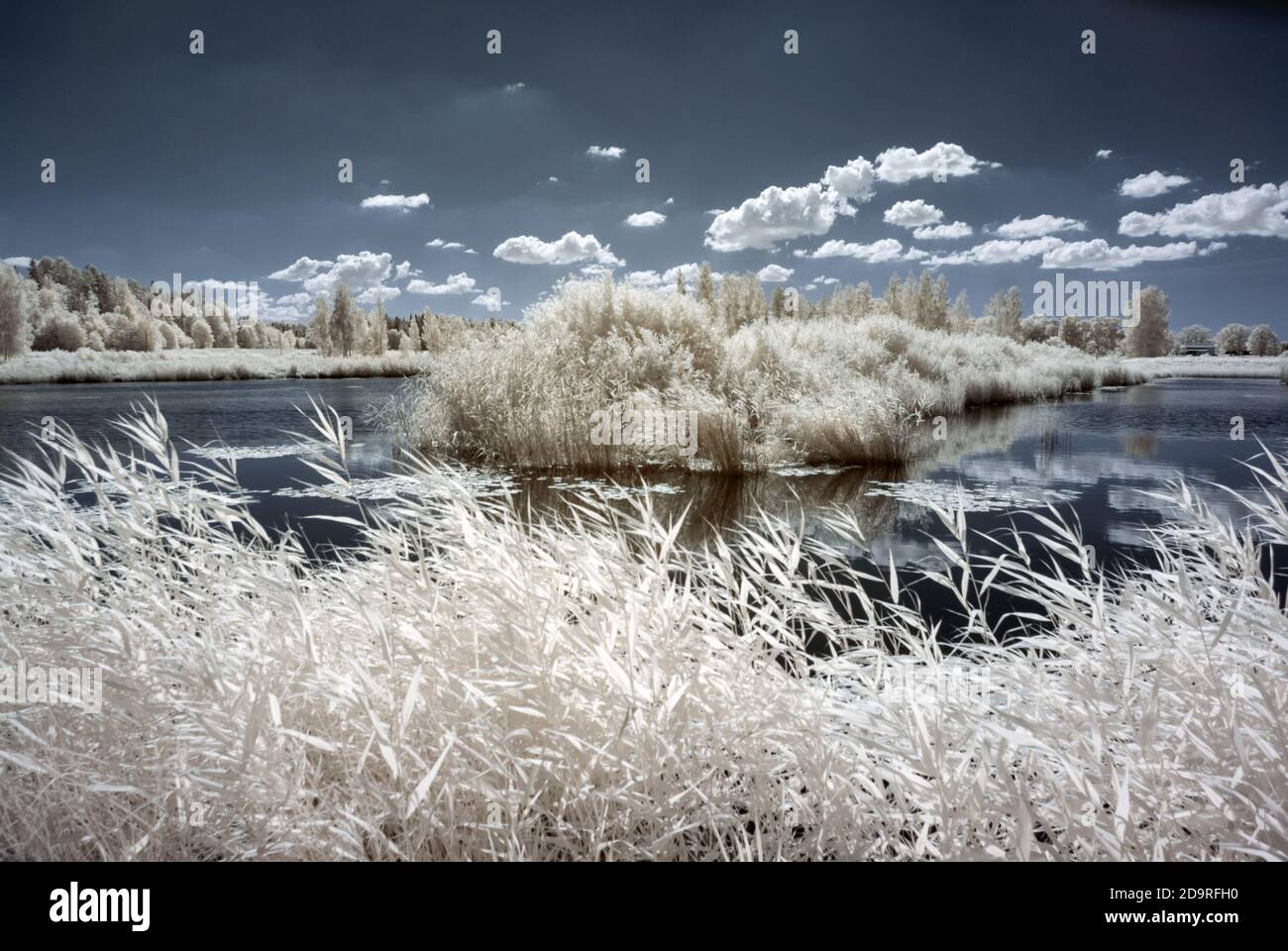 sunny summer landscape, infrared photo snowy tree amazing nature lake ...