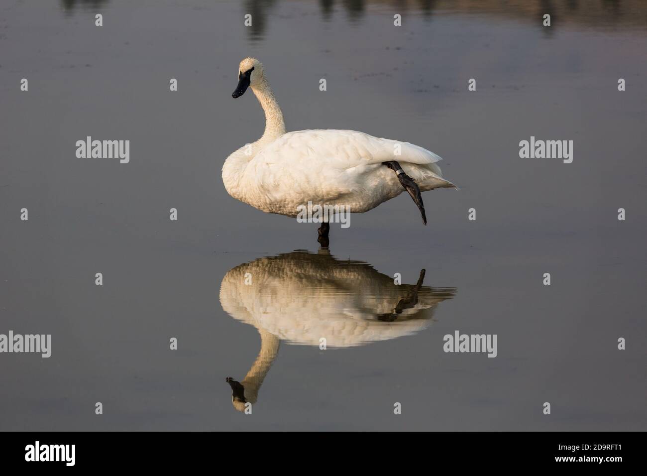 A Trumpeter Swan, Cygnus buccinator, at Swan Lake in Yellowstone ...