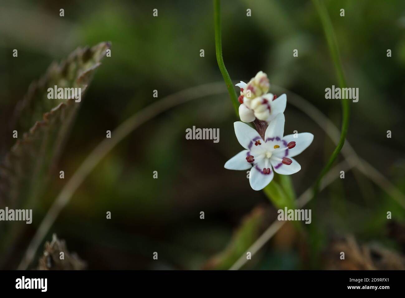 Closeup shot of epidendrum flowers in a garden Stock Photo - Alamy