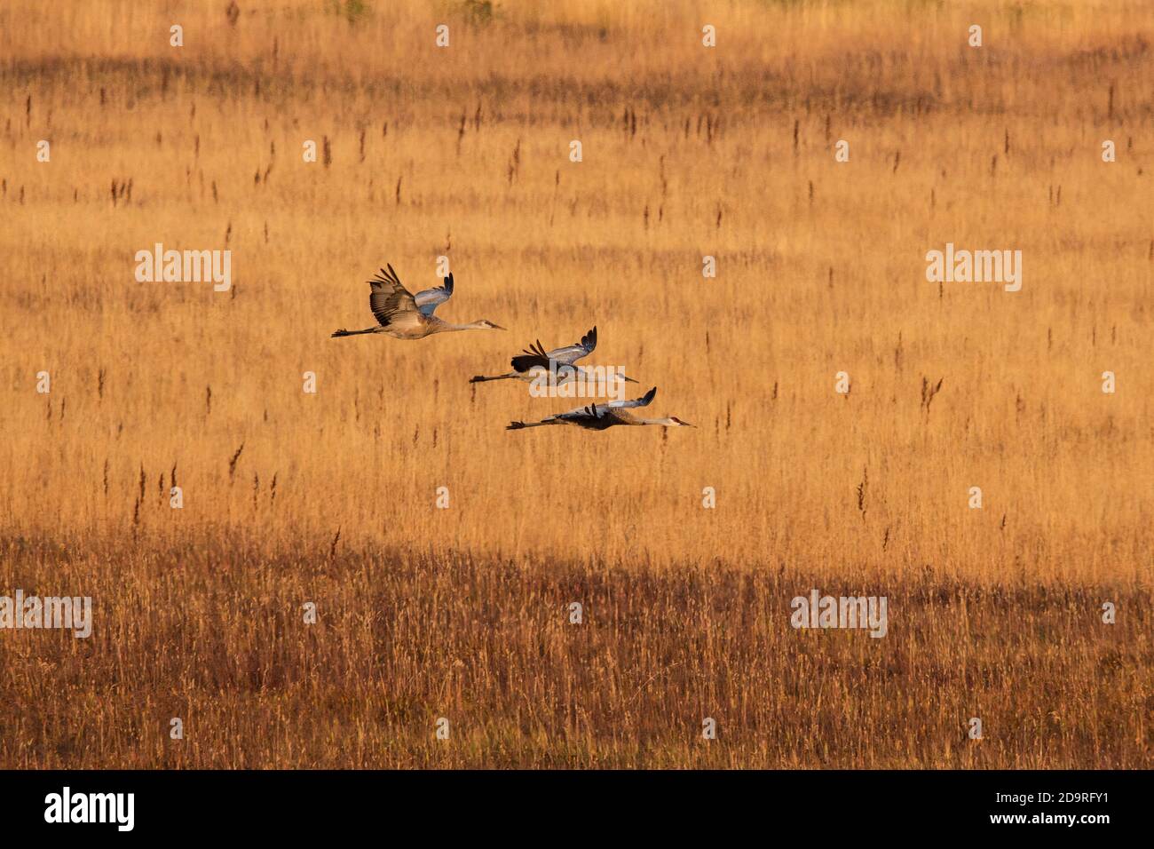 Grays lake wildlife refuge hi-res stock photography and images - Alamy