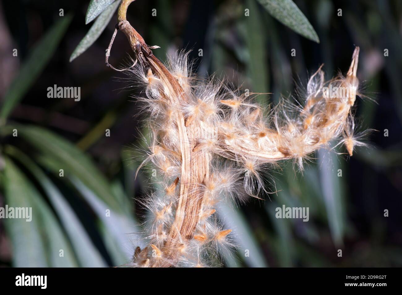 Closeup shot of an oleander follicle spreading seeds Stock Photo - Alamy