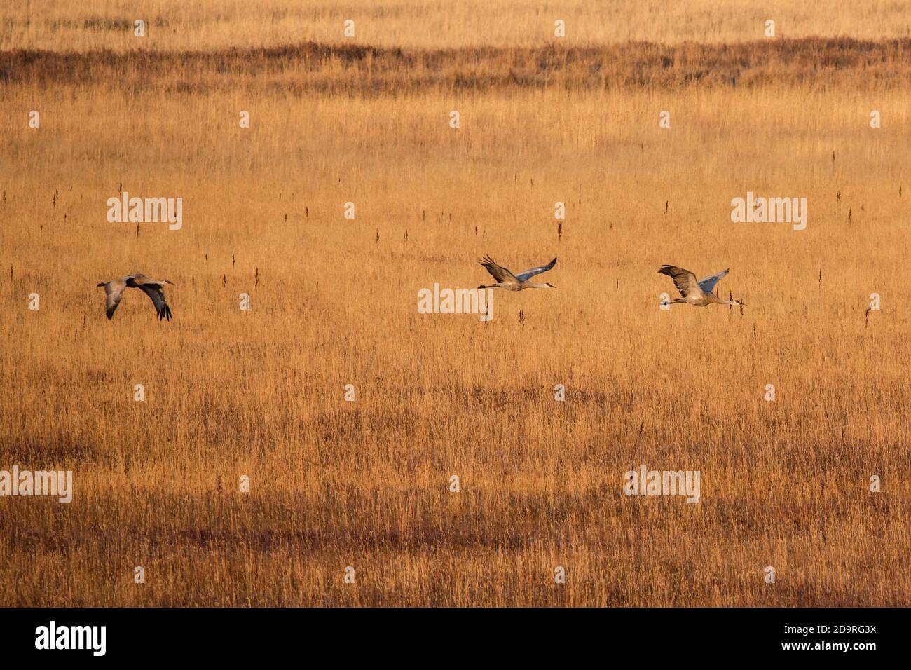 Three Sandhill Cranes, Antigone canadensis, in flight at the Grays Lake ...