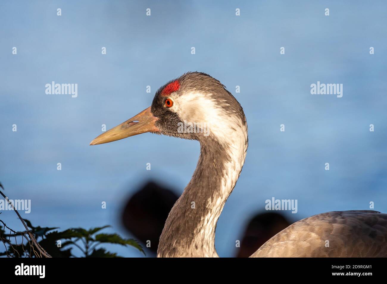 Graceful common crane hi-res stock photography and images - Alamy