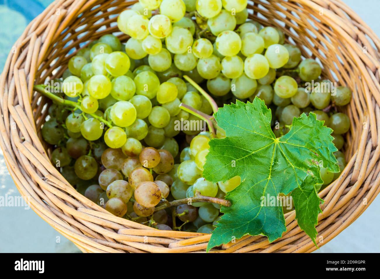 Mixed types of white table grapes with a leaf in wicker basket ...