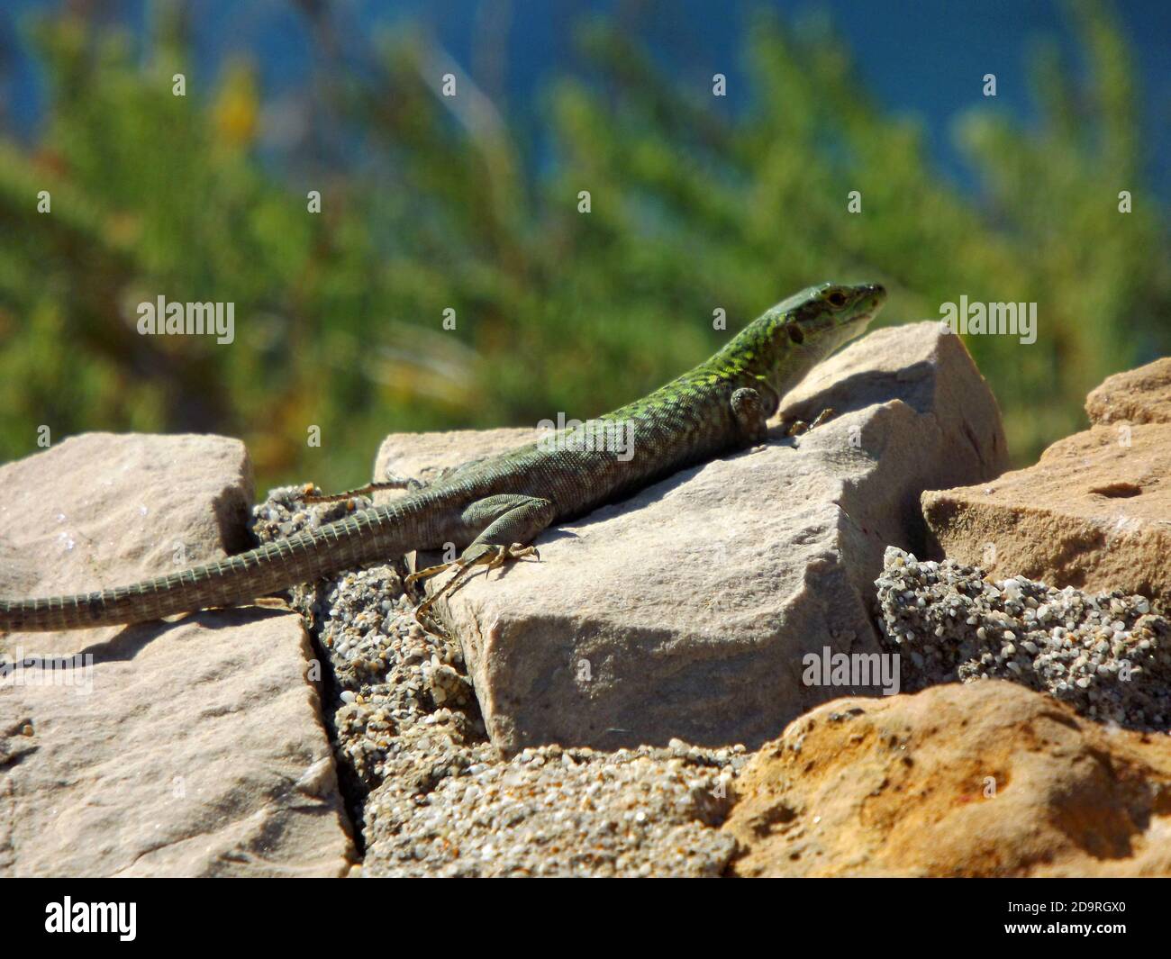 Lezard Vert High Resolution Stock Photography and Images - Alamy