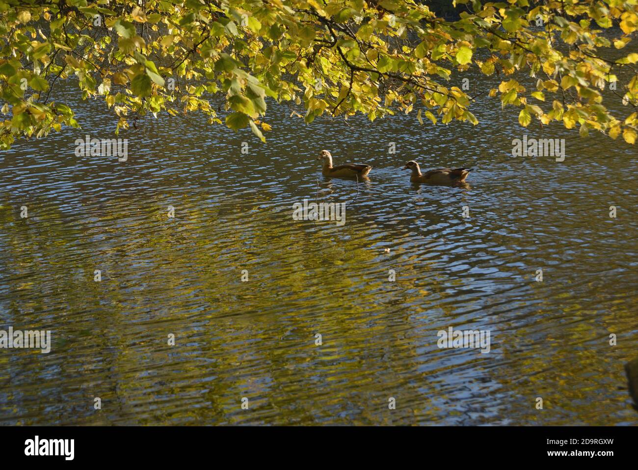 Mettlach a place with history Stock Photo - Alamy
