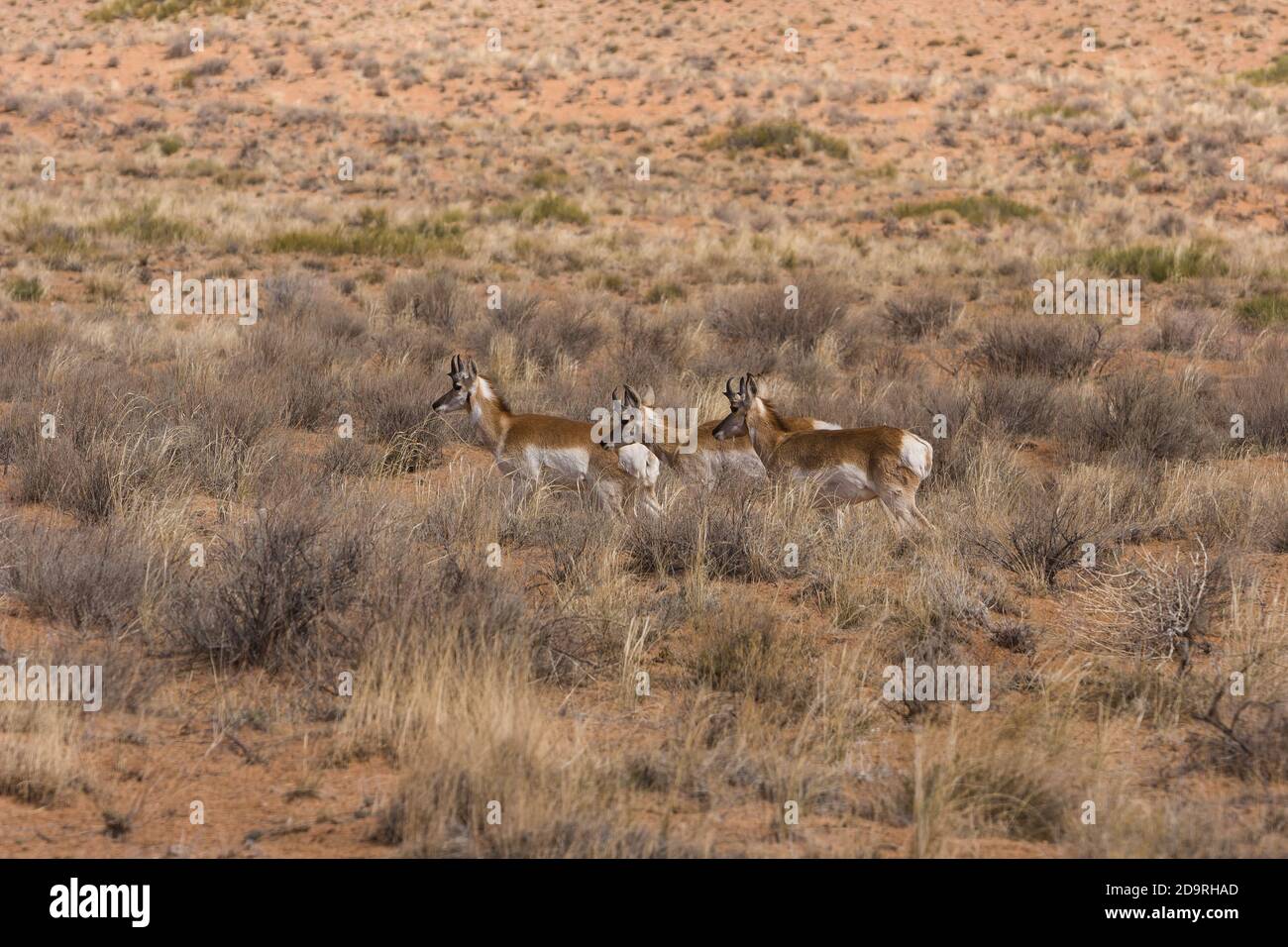 Three young pronghorn bucks, Antilocapra americana, running in the ...