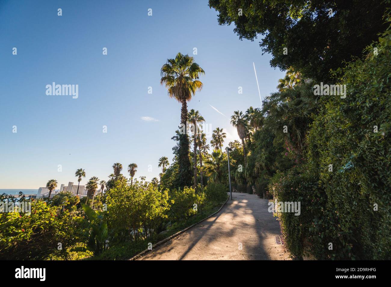 Palm trees in Barcelona, Spain, Europe Stock Photo - Alamy