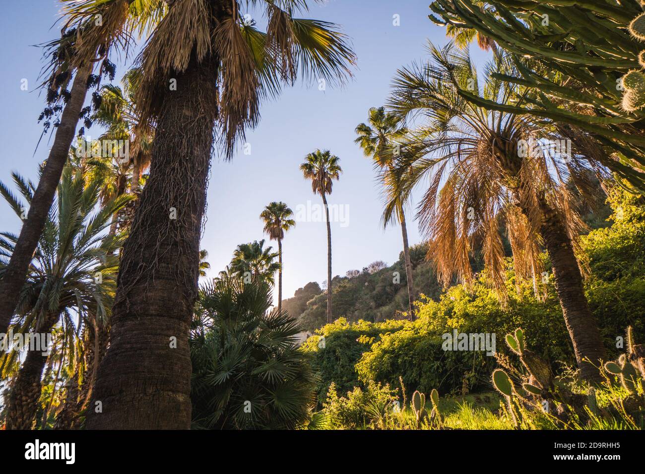 Palm trees in Barcelona, Spain, Europe Stock Photo - Alamy