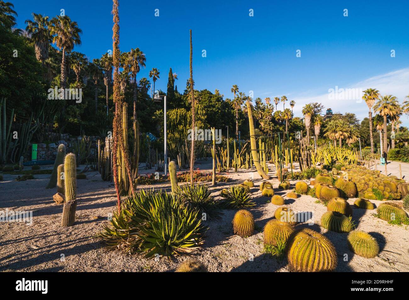 Trees In Barcelona High Resolution Stock Photography and Images - Alamy