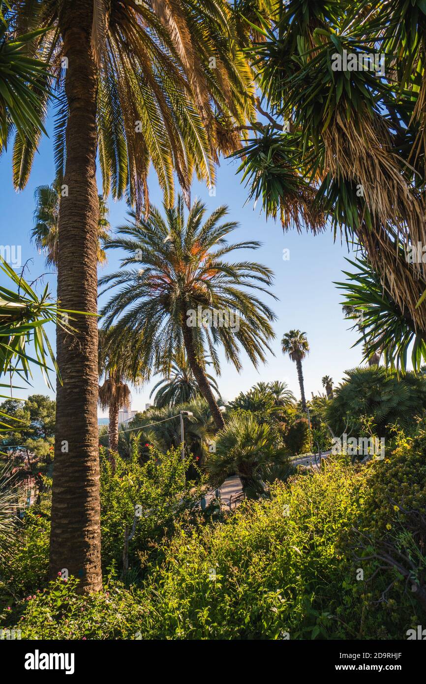 Palm trees in Barcelona, Spain, Europe Stock Photo - Alamy