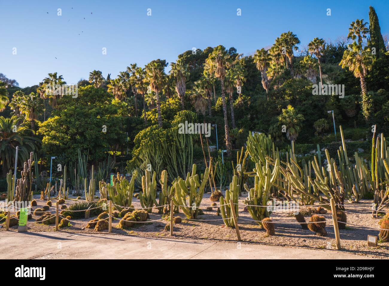 Palm trees in Barcelona, Spain, Europe Stock Photo - Alamy