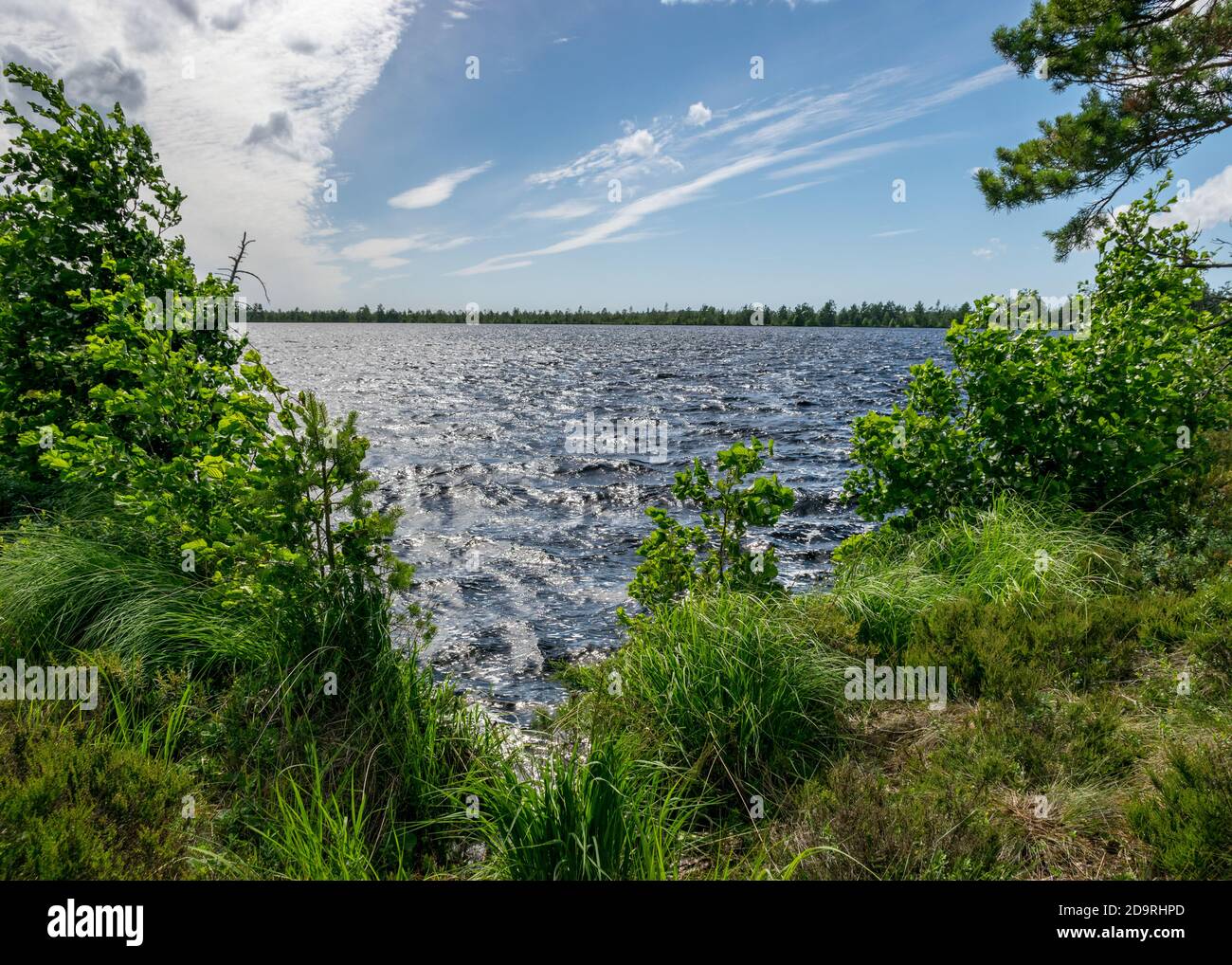 windy landscape with a swamp lake, the lake water ripples and trees ...
