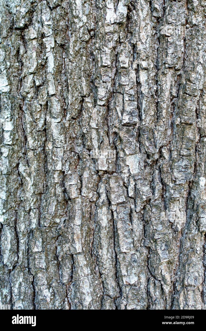 Macro close up of a tree bark from an old tree Stock Photo - Alamy