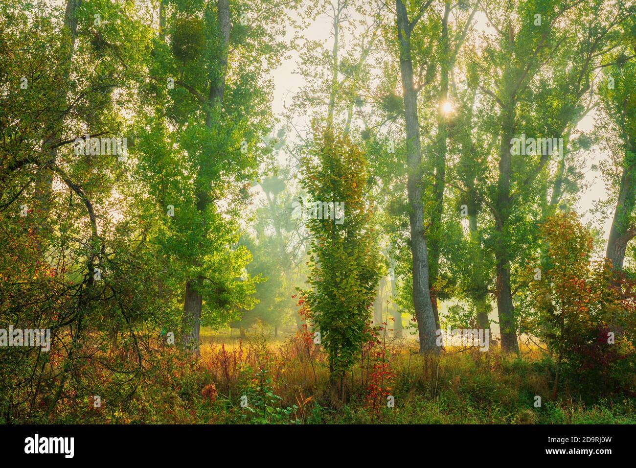 Sunny forest path with red leaves in golden autumn Stock Photo - Alamy