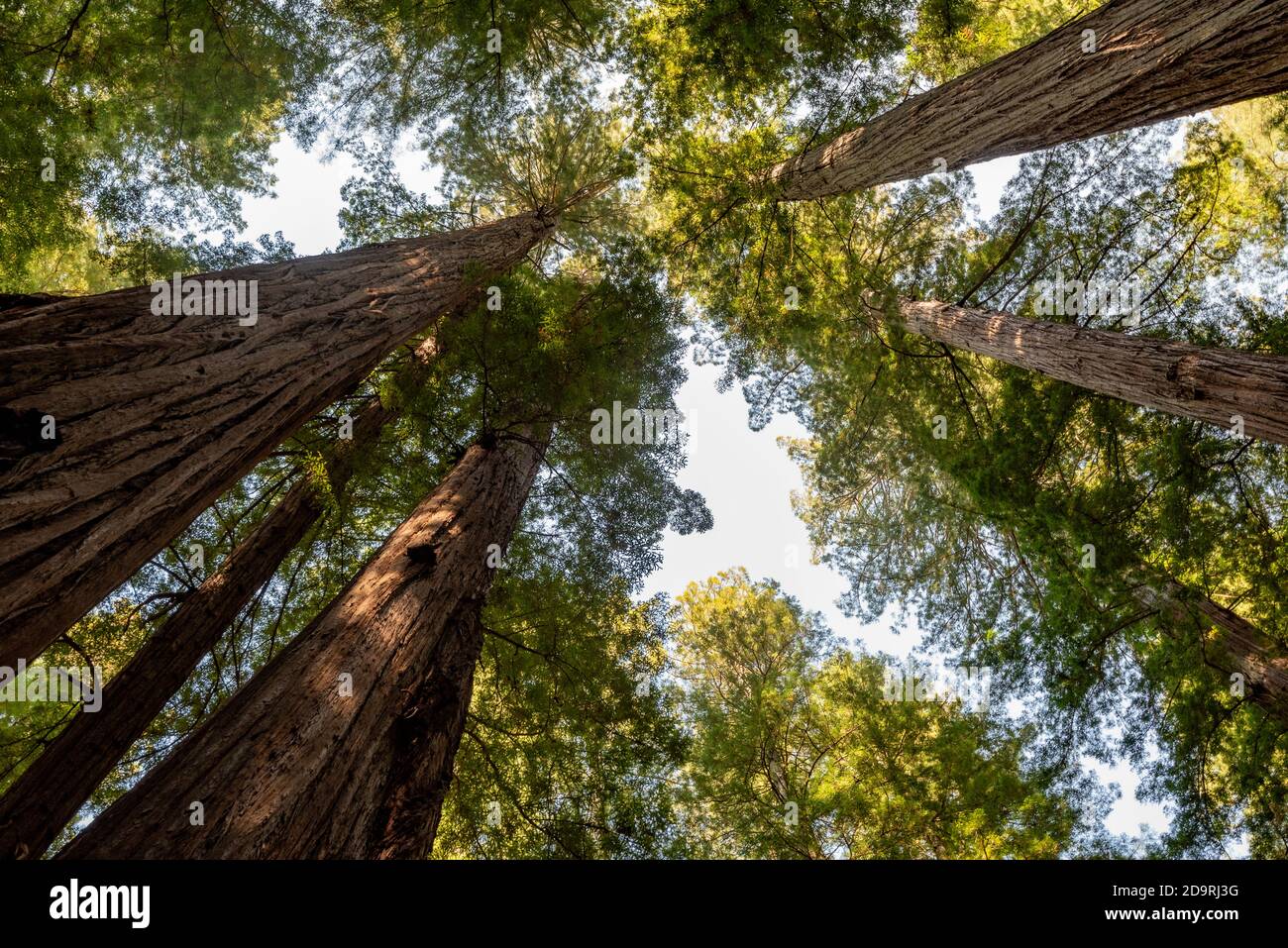 Vertical View of Redwood Trees in Redwoods National Park in California ...