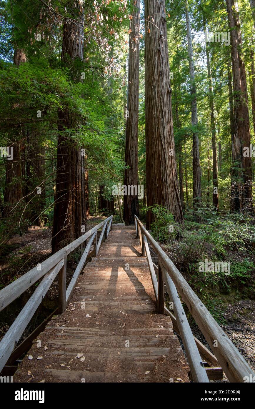 Redwood Trees Tower over Foot Bridge in Redwoods National Park Stock ...