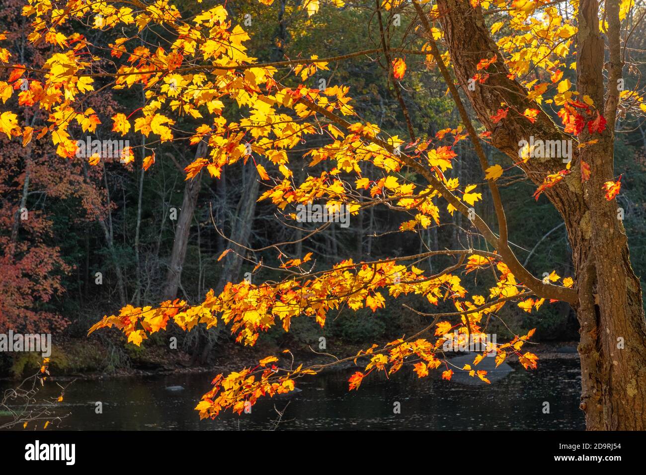 River birch hi-res stock photography and images - Alamy