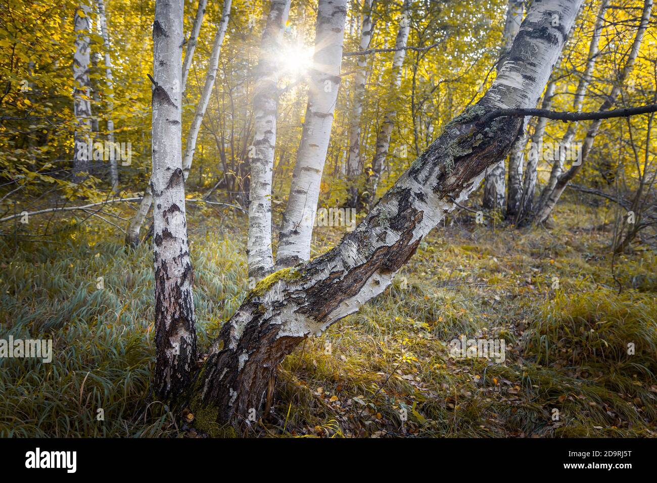 White birch tree sunrise hi-res stock photography and images - Alamy
