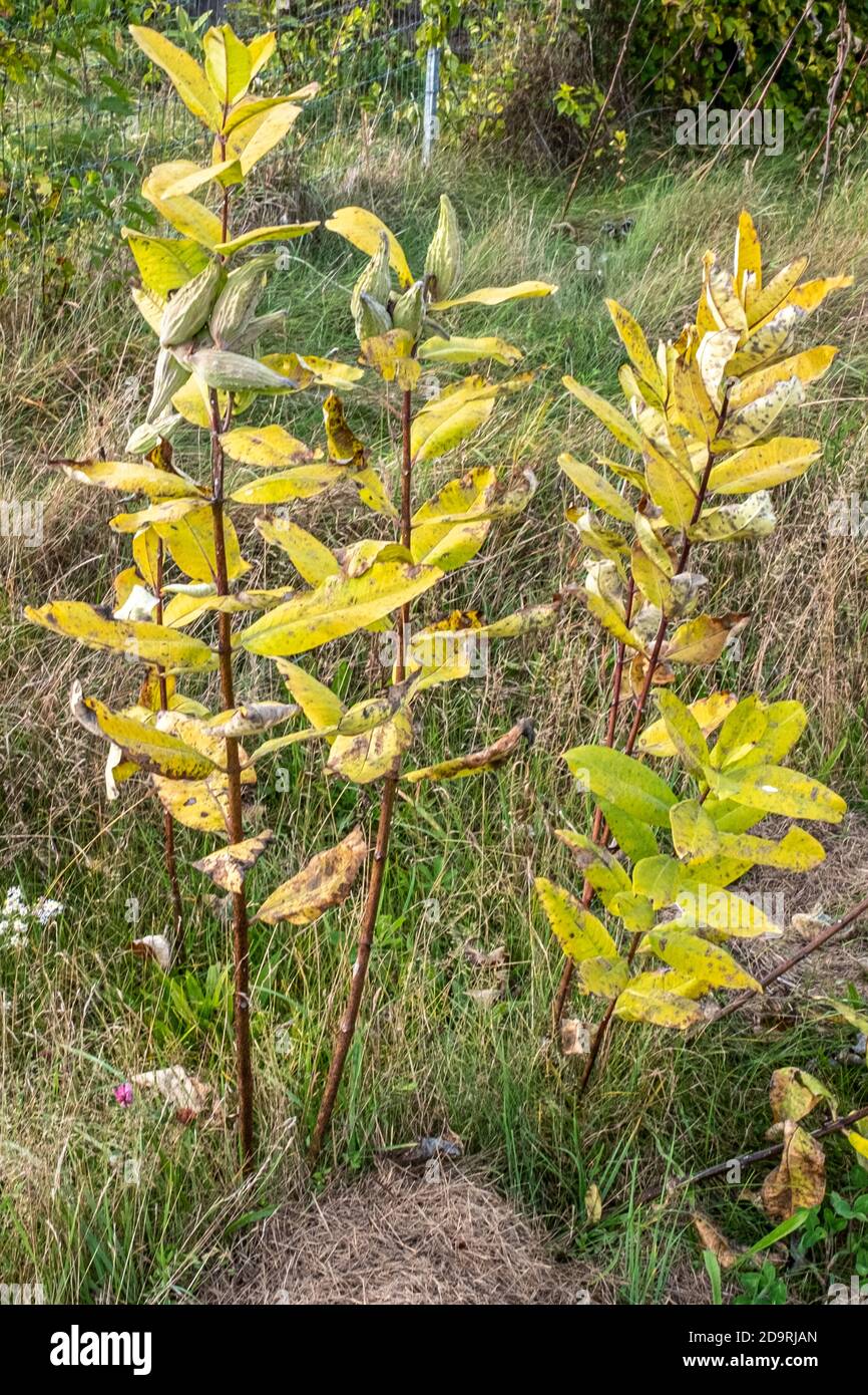 Milkweed growing in a field in the fall Stock Photo - Alamy