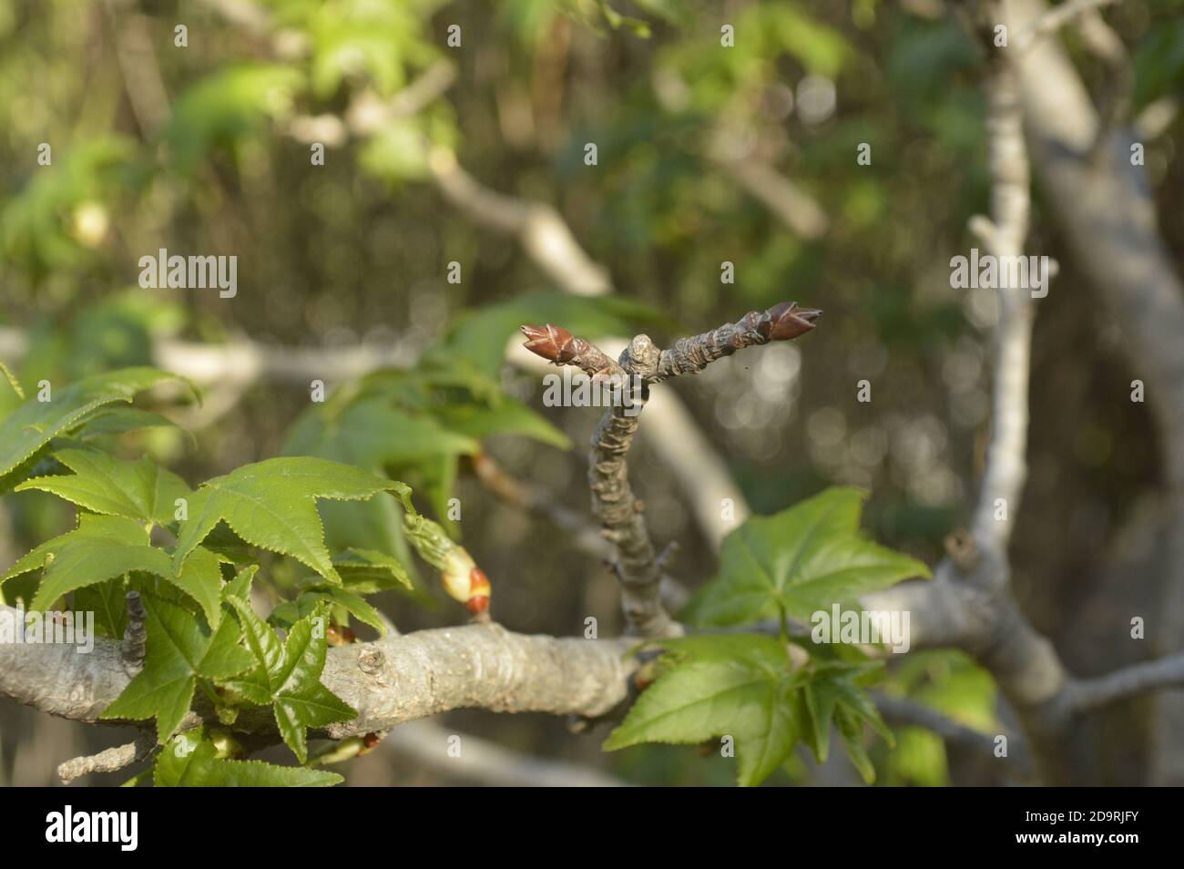 Vegetative buds of Liquidambar with view of the rest of the plant ...