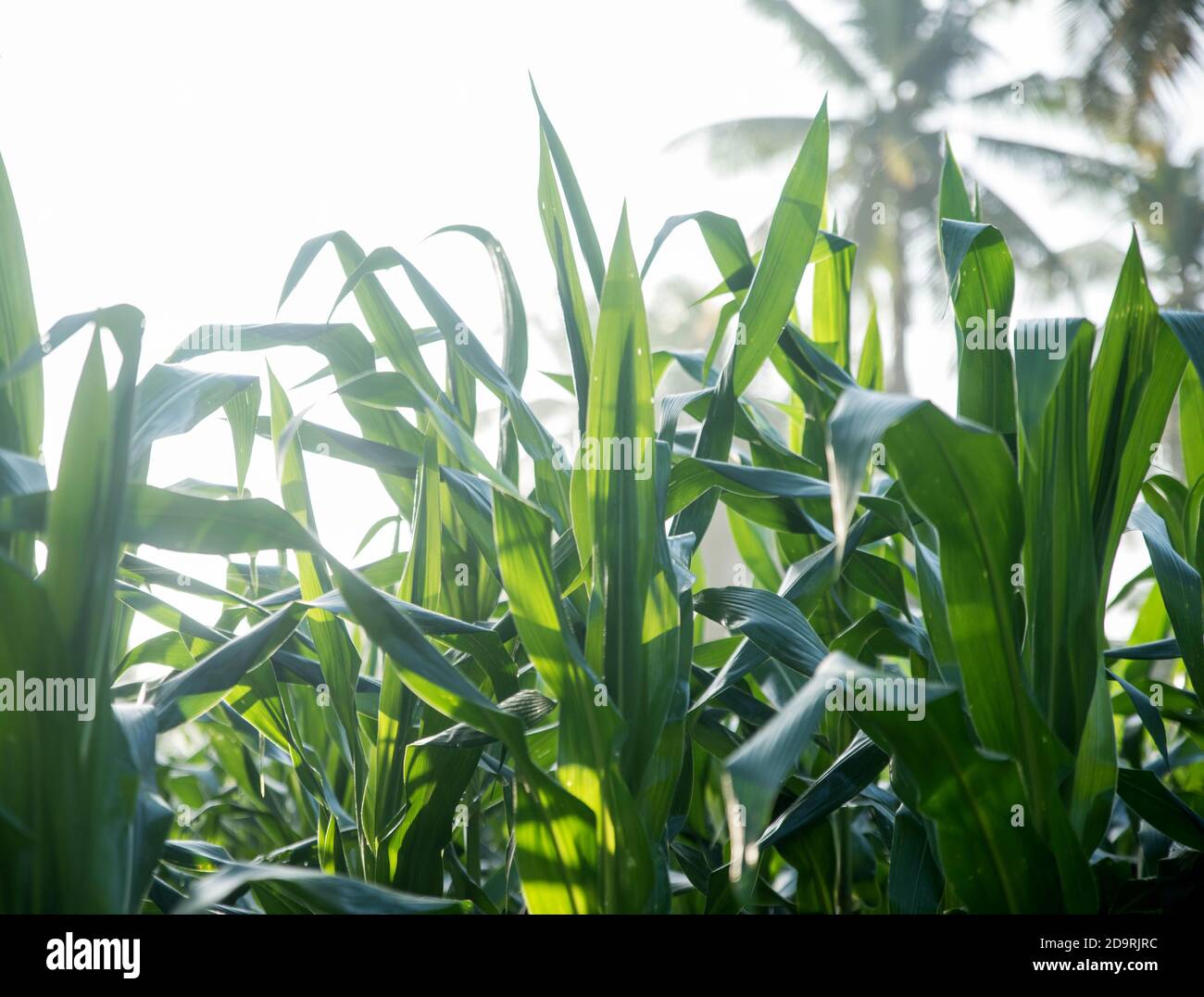 Green Maize Corn Field Plantation In Summer Stock Photo - Alamy
