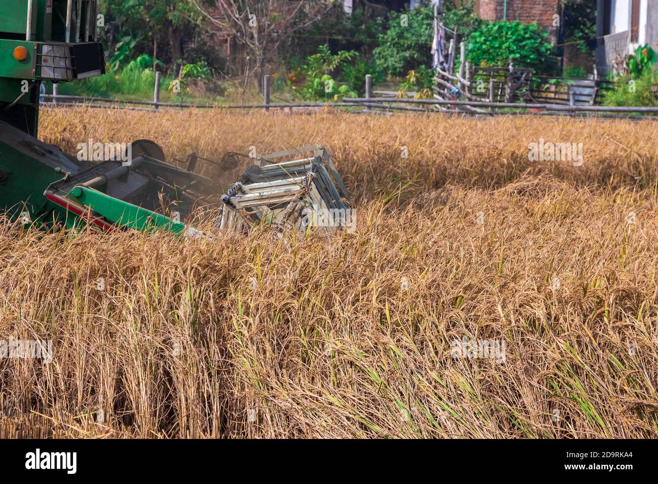 Closeup Combine Harvester cut rice plants ready to harvest in the field ...