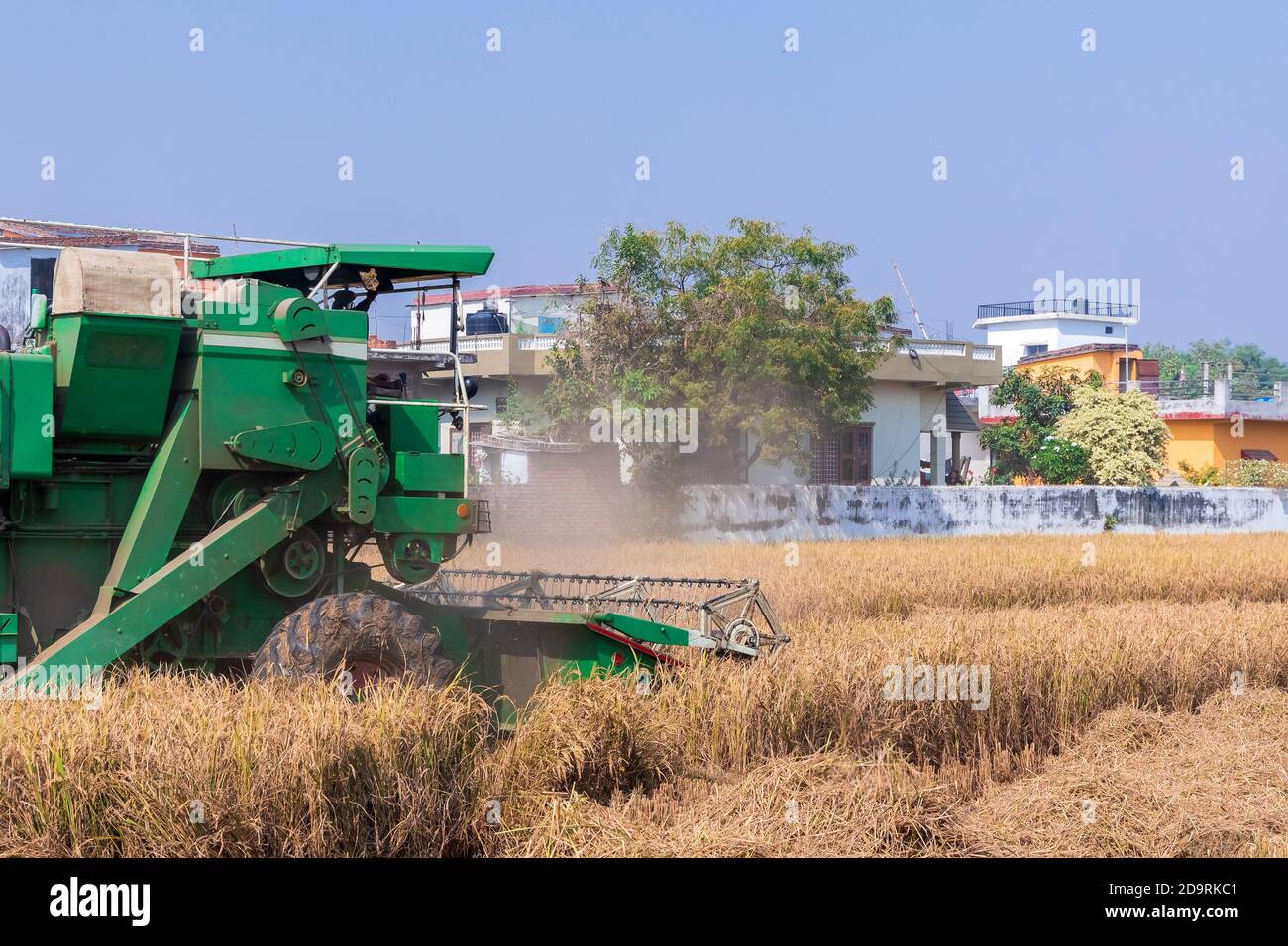 Closeup Combine Harvester cut rice plants ready to harvest in the field ...