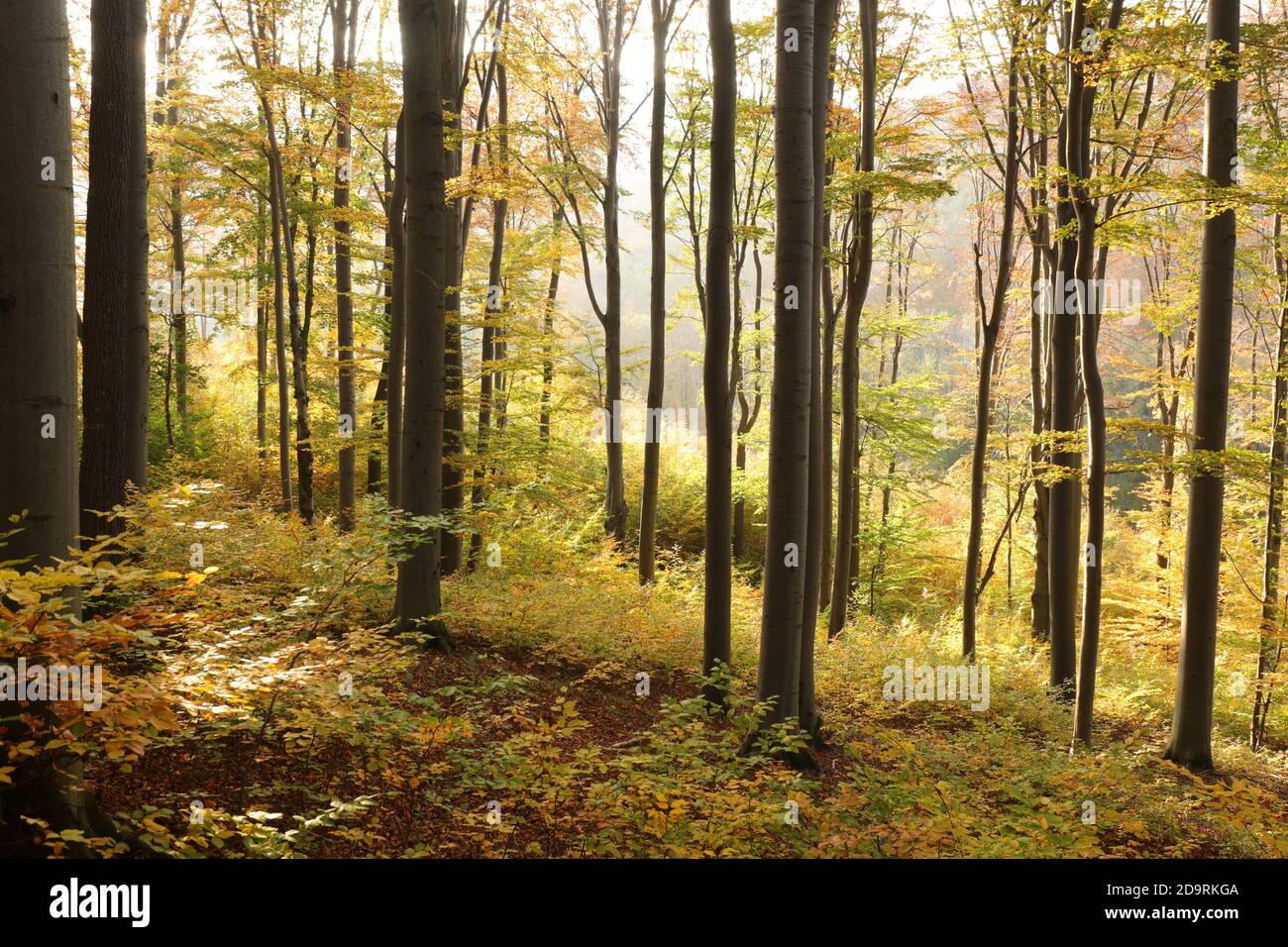 Autumn deciduous forest on the mountain slope during sunset Stock Photo ...