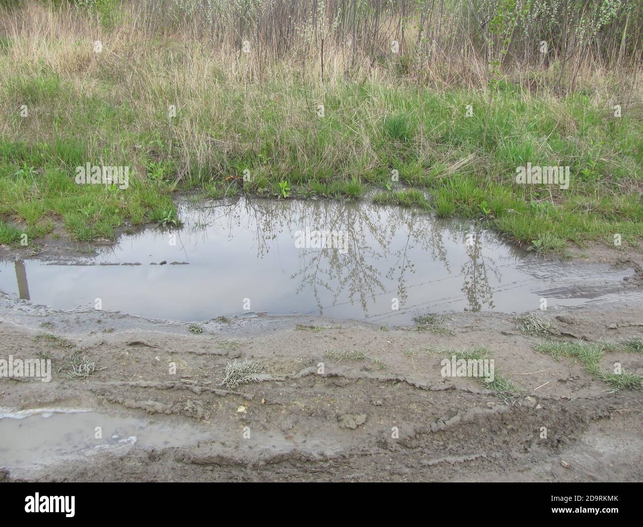 muddy puddle in green grass Stock Photo - Alamy
