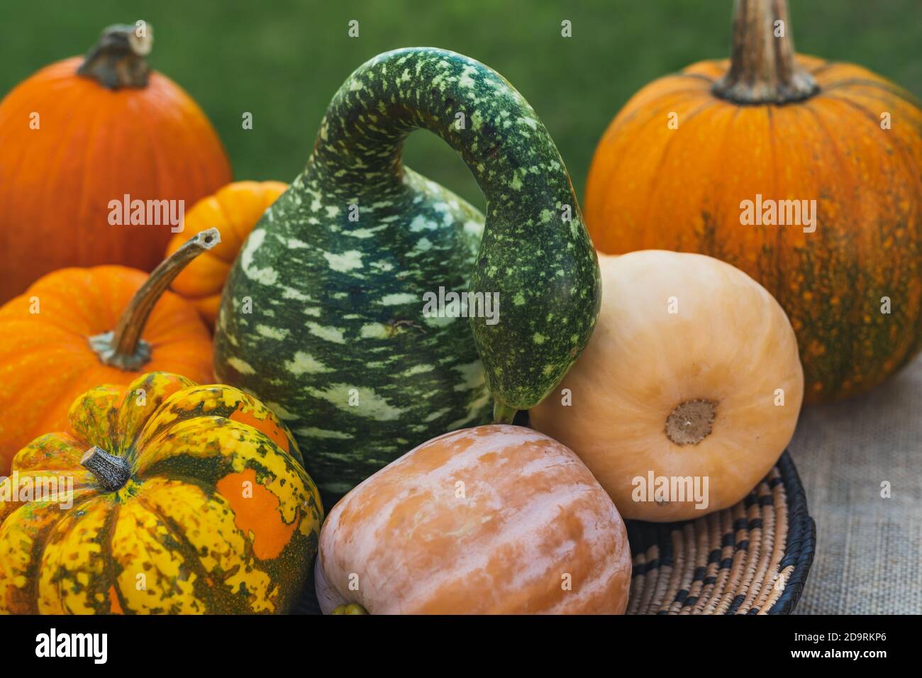Different pumpkins and squash close up on rustic background outdoor ...