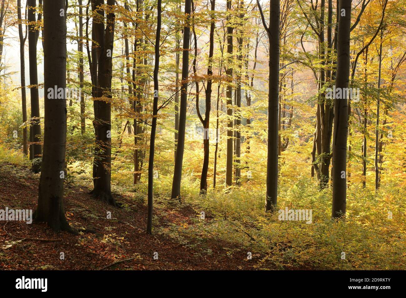 Autumn deciduous forest on the mountain slope during sunset Stock Photo ...