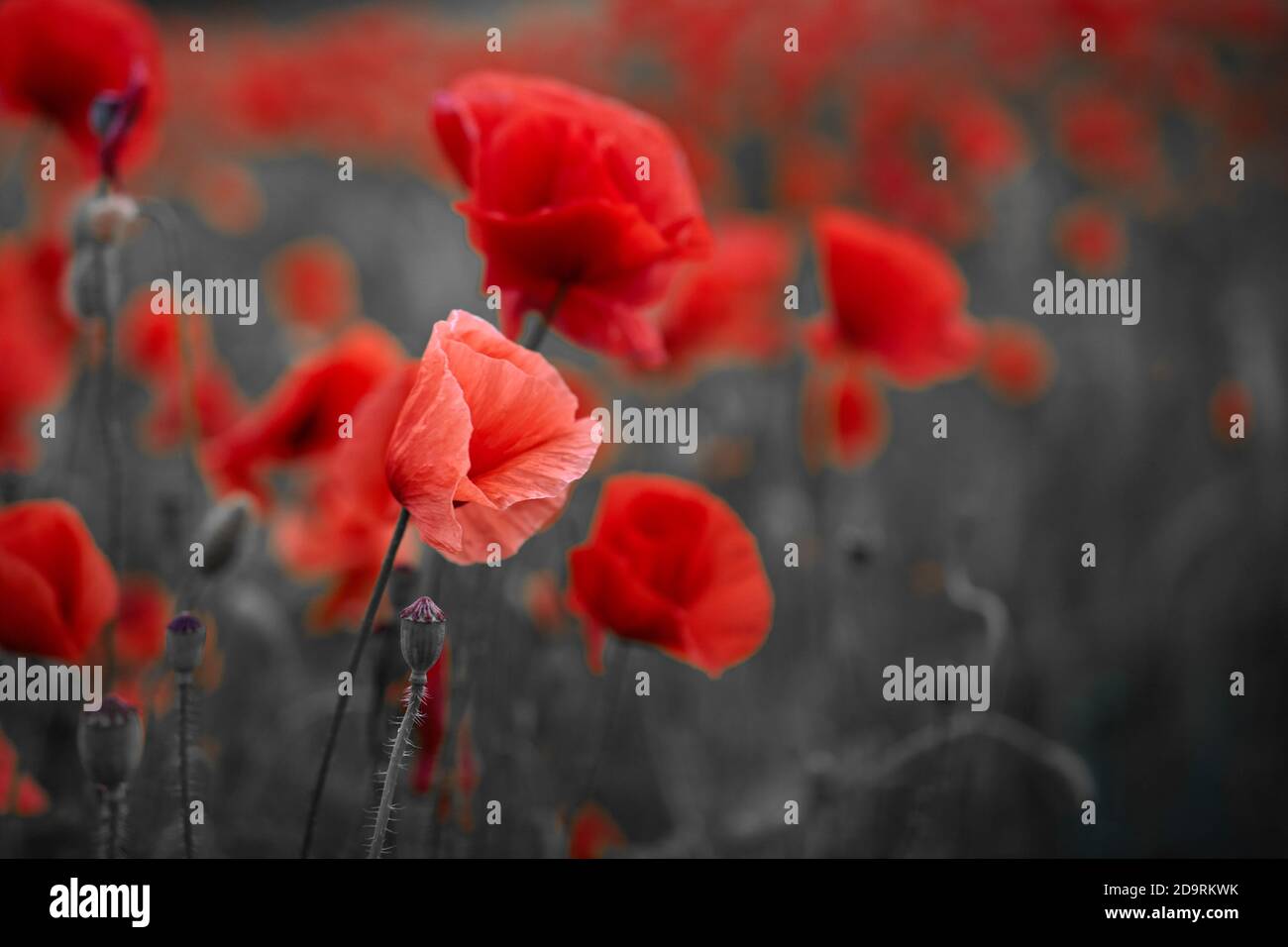 Red poppies flowers field for Remembrance day Stock Photo - Alamy