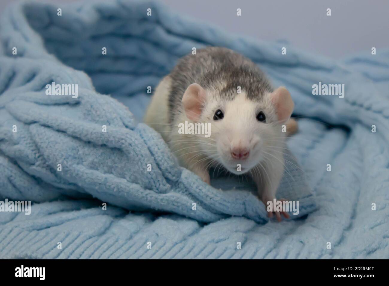 Mouse animal blue background hi-res stock photography and images - Alamy
