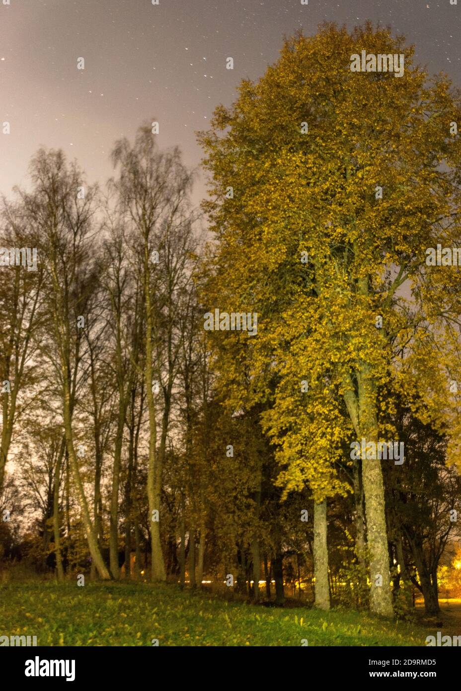 wallpaper with lighted tree at night in the park, beautiful autumn ...