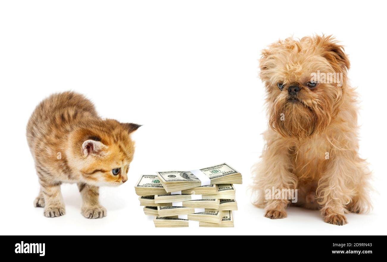 Kitten With Money