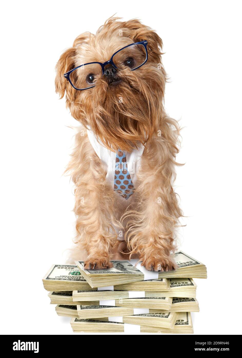 Dog with glasses guards a pile of cash on a white background Stock ...