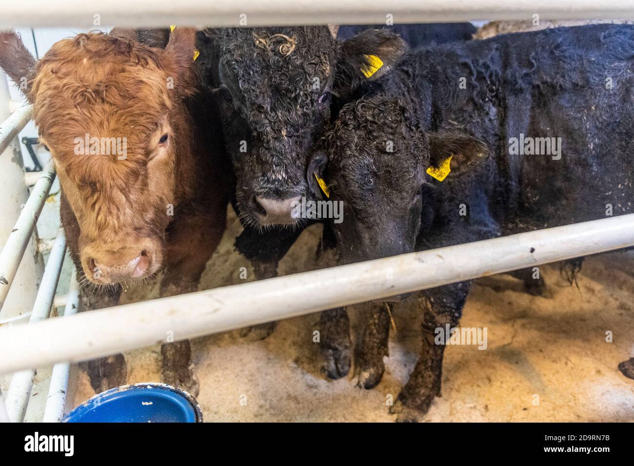 Cattle trucks loading hi-res stock photography and images - Alamy